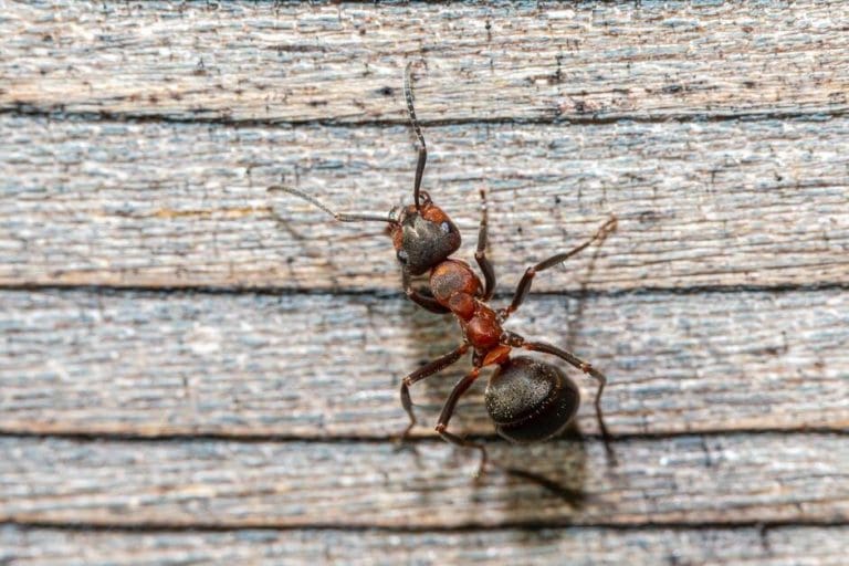 7 Effective Fire Ant Control Strategies in Tampa, FL