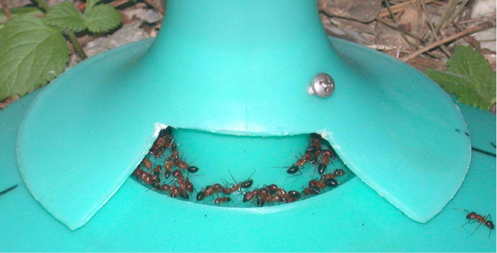 Carpenter Ants - How to Identify and Remove Them