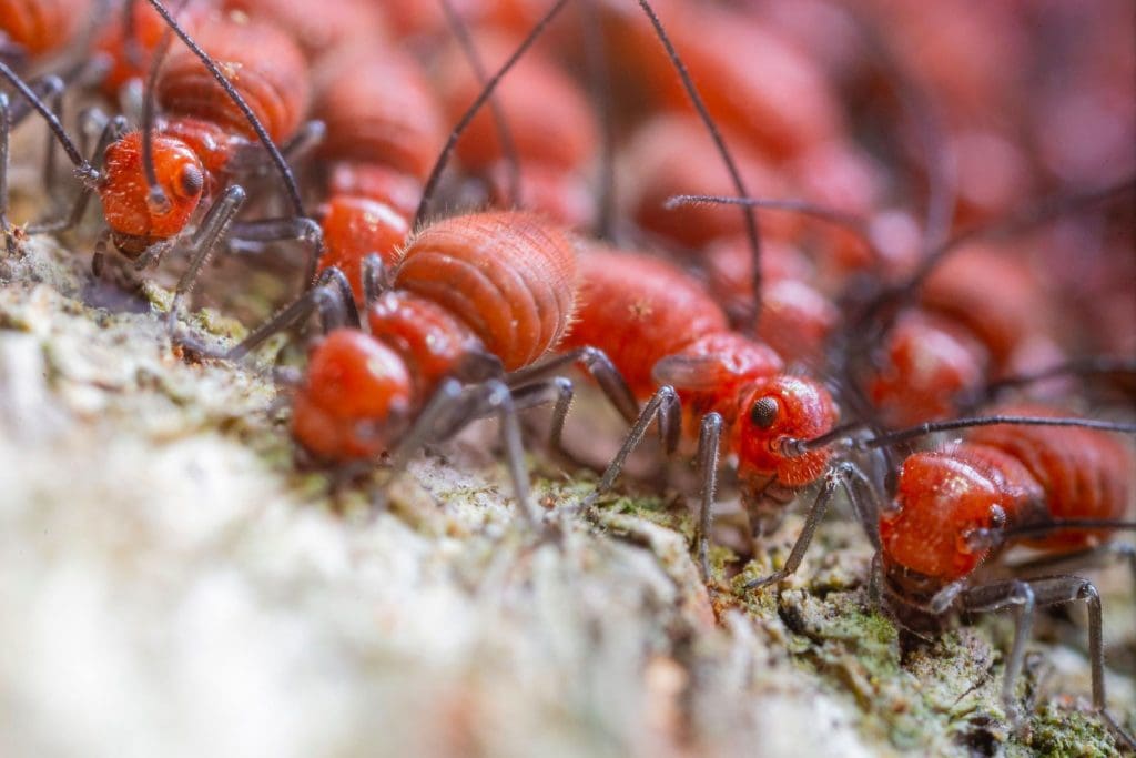 Drywood vs Subterranean Termites: What's the Difference?