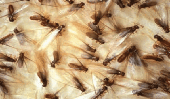 Termite Invasion Hits Tampa Bay Area Homes | Chet's Pest