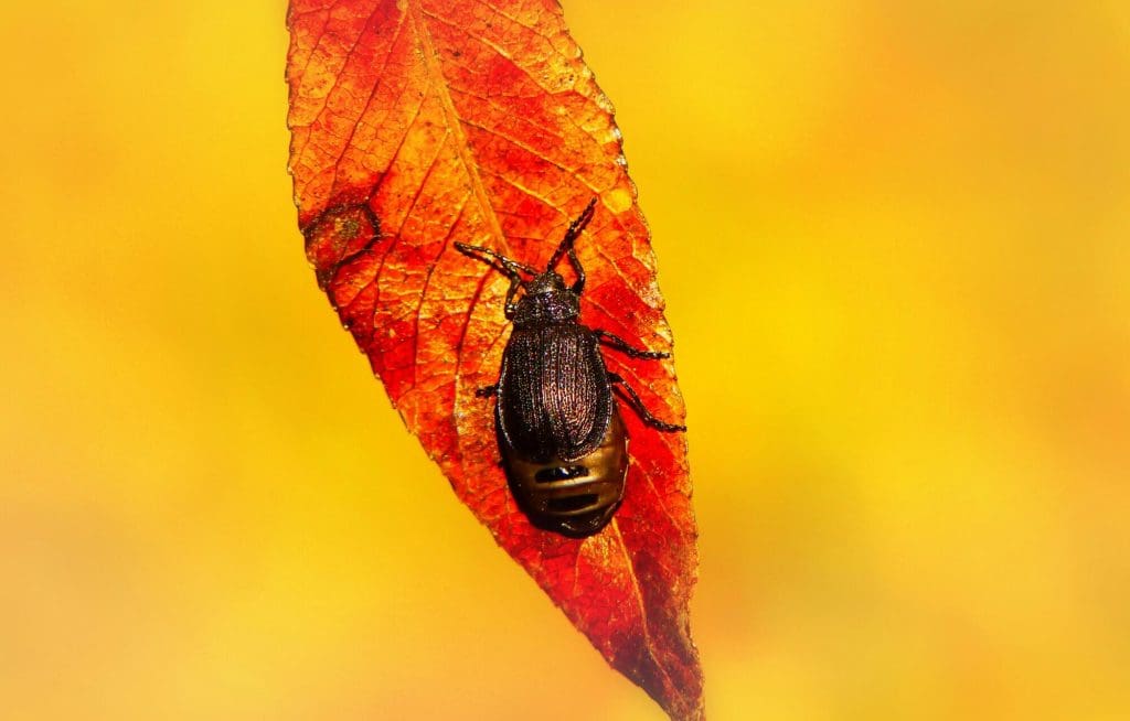 8 Essential Fall Pest Control Tasks You Should Never Neglect in Tampa