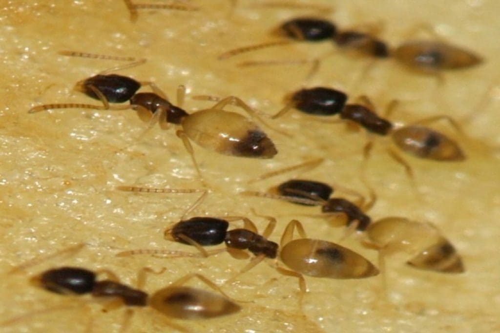 How to Deal with Ghost Ants