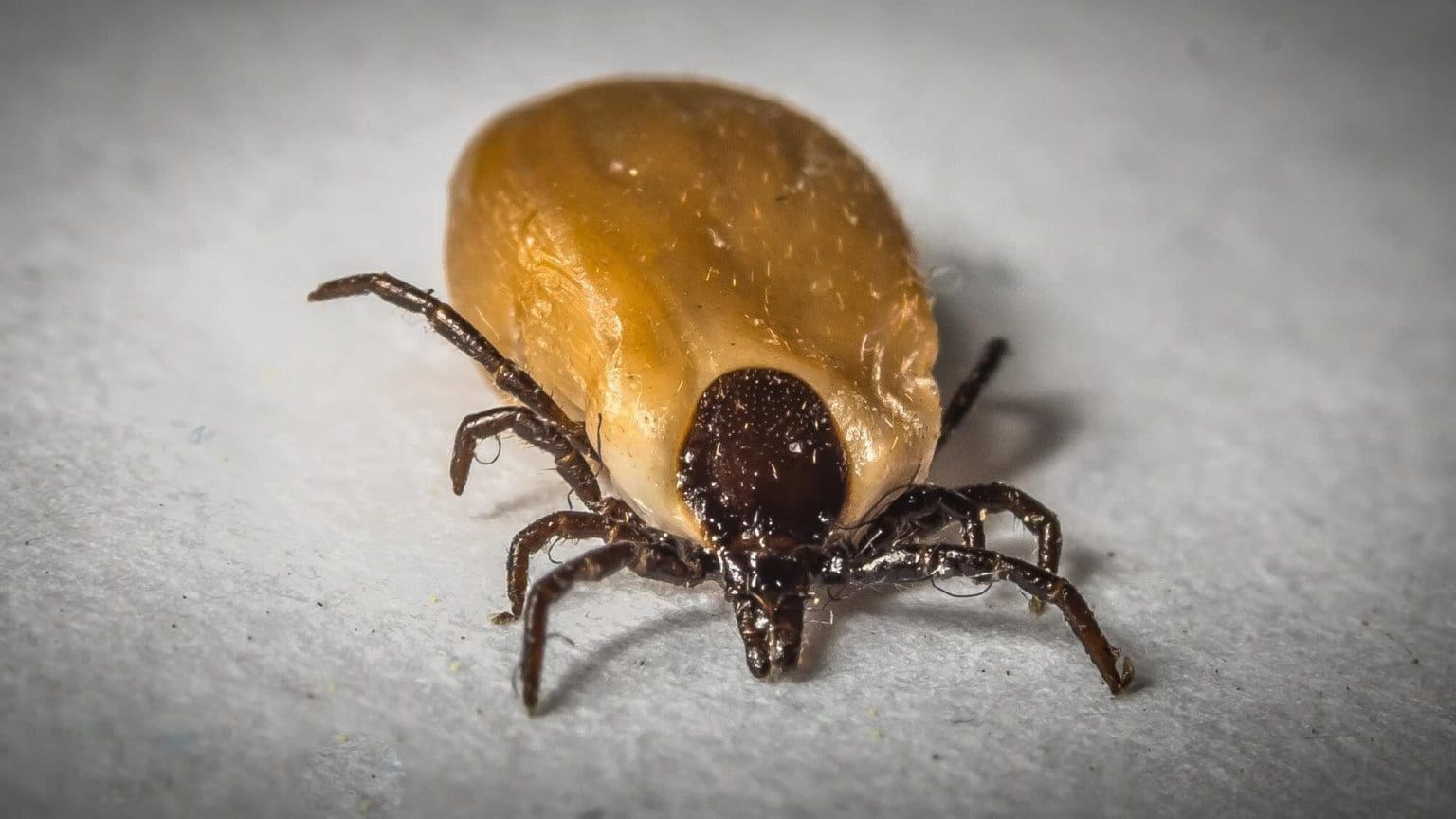 How to Get Rid of Ticks in Your House