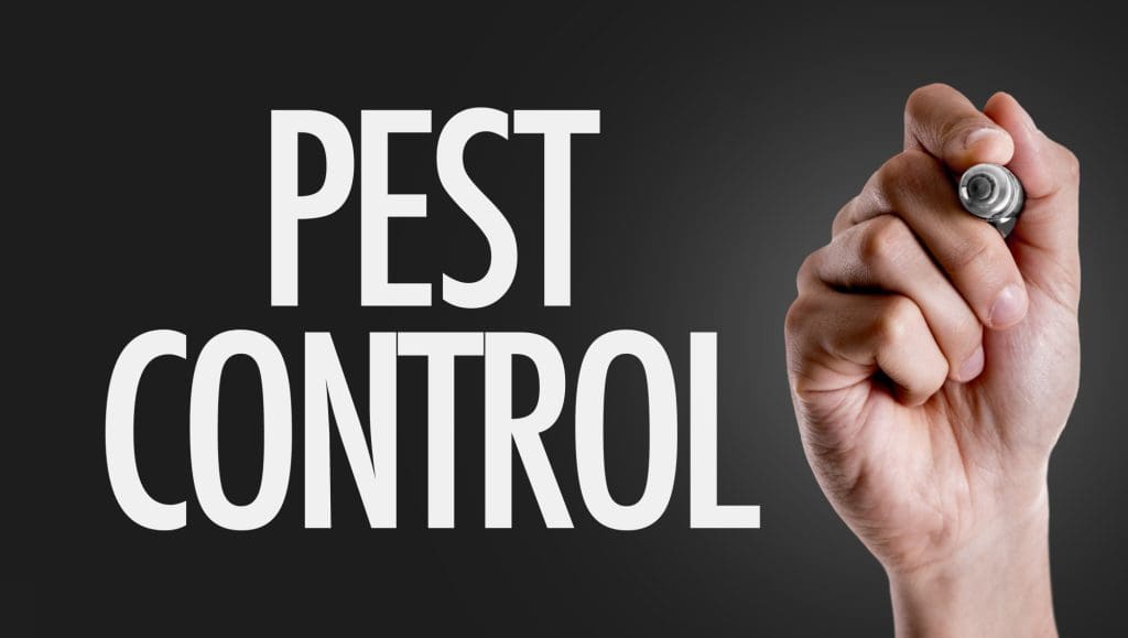 5 Brilliant Tips to Keep Your Home Pest Free All Year Round
