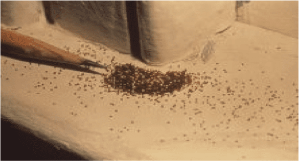 Termite Invasion Hits Tampa Bay Area Homes | Chet's Pest