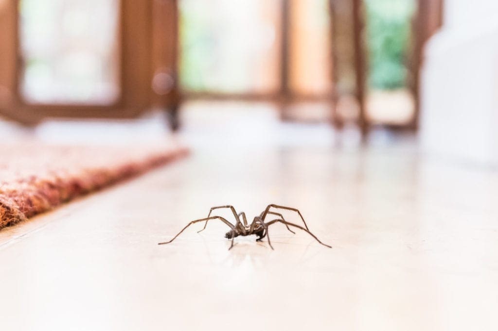 4 Signs of Spider Infestation You Should Never Ignore