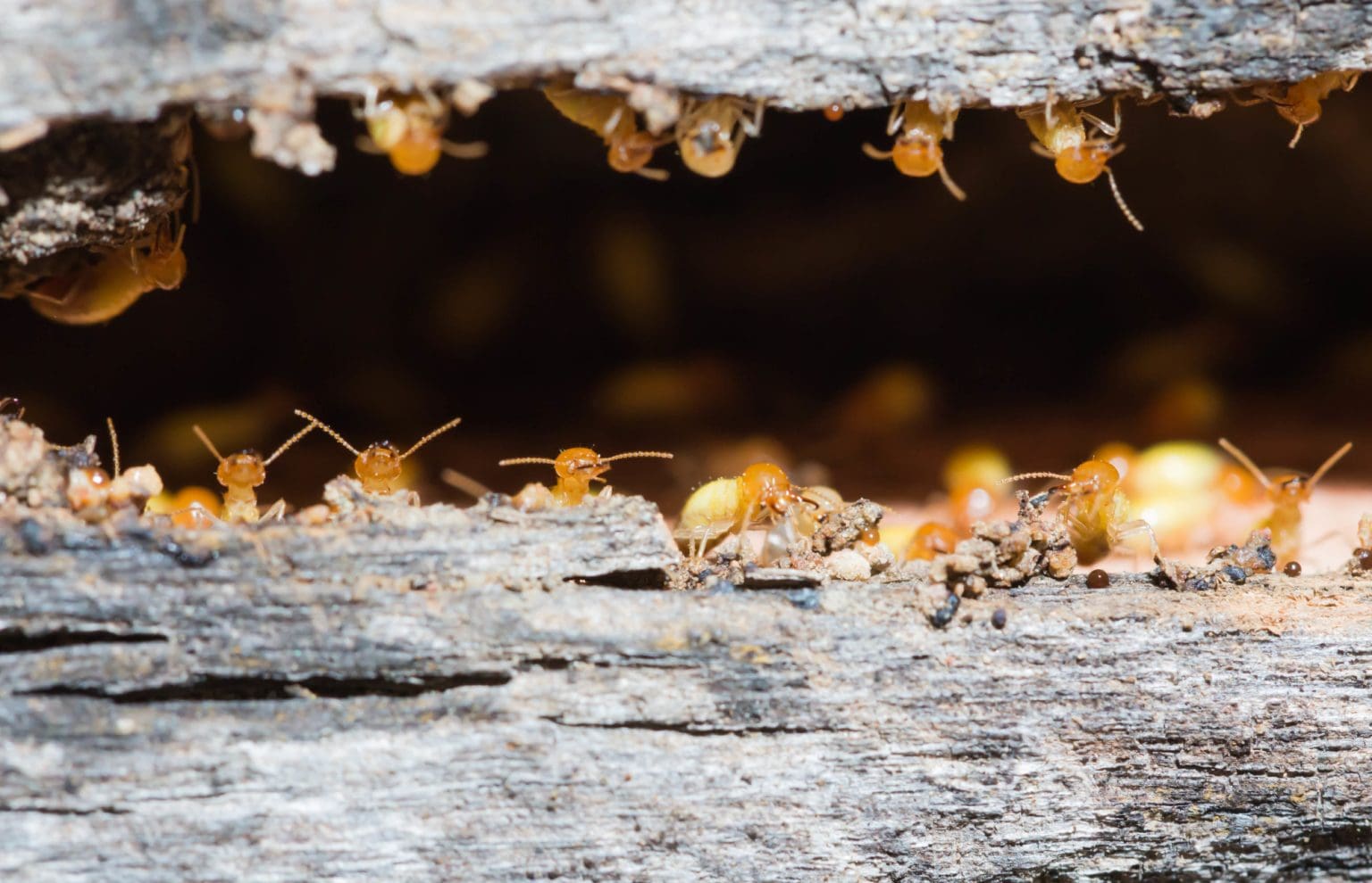 What is the Best Treatment for Drywood Termites in Florida?