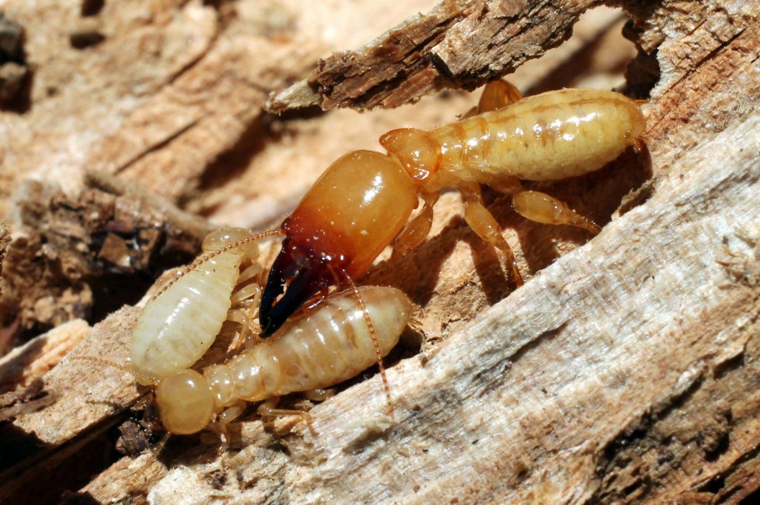 What Are Termites and Why Are They a Danger to Your Home?